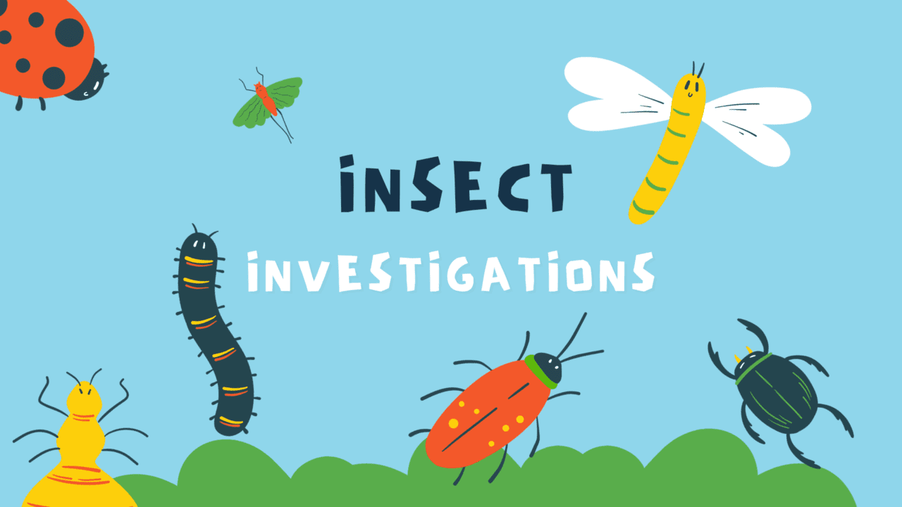 Insect Investigations | The Children’s Museum at Saratoga