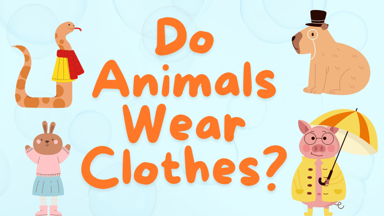 Do Animals Wear Clothes? | The Children’s Museum at Saratoga
