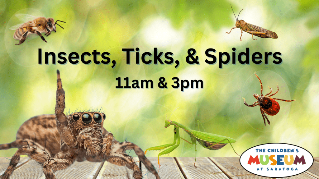Insects, Ticks, & Spiders | The Children’s Museum at Saratoga